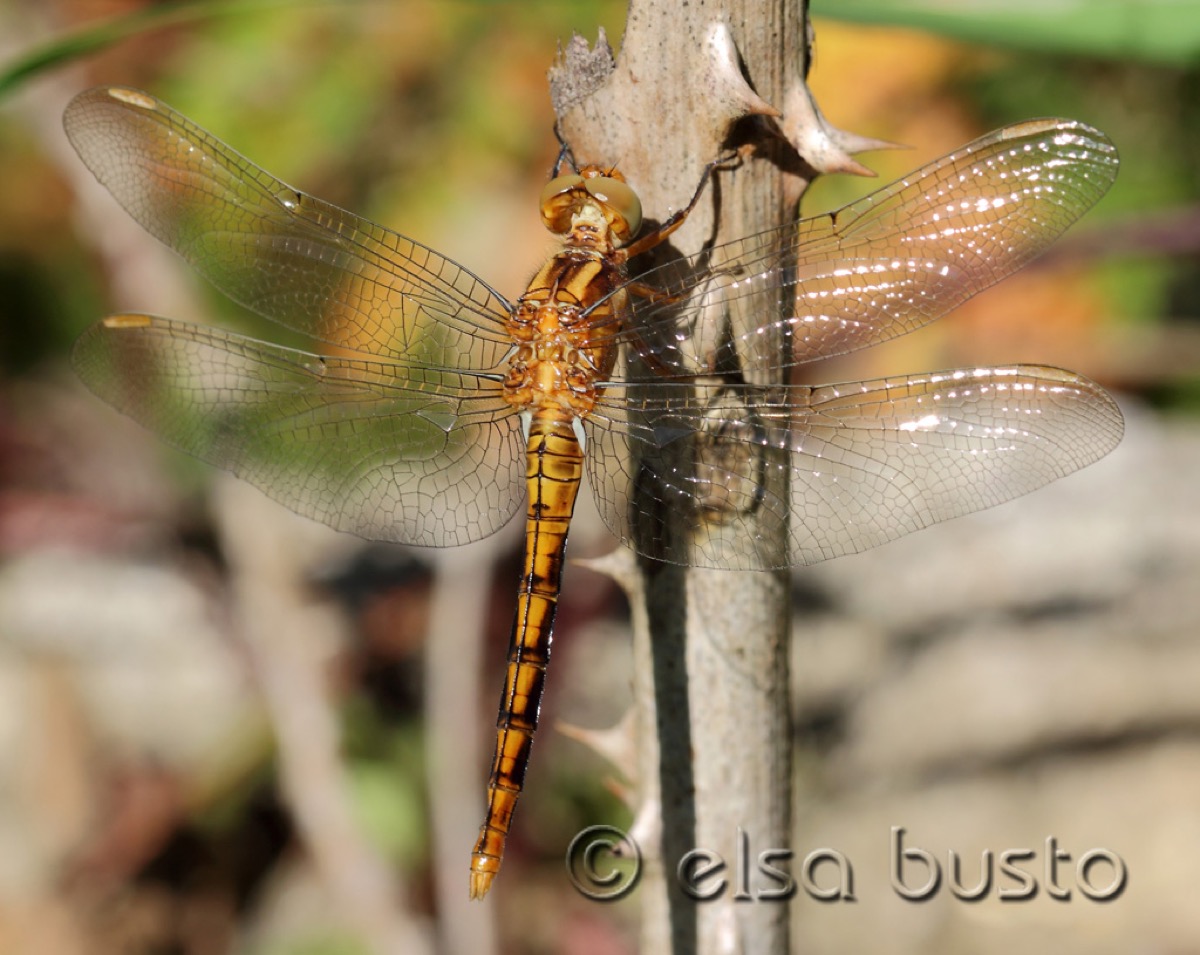 Base de Datos de Odonatos | - Familia: Libellulidae