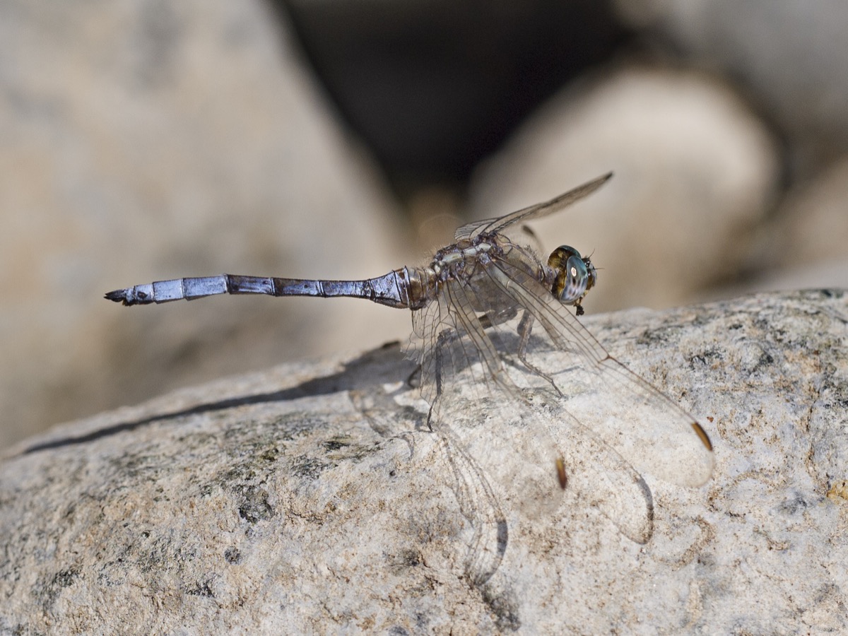 Base de Datos de Odonatos | - Familia: Libellulidae