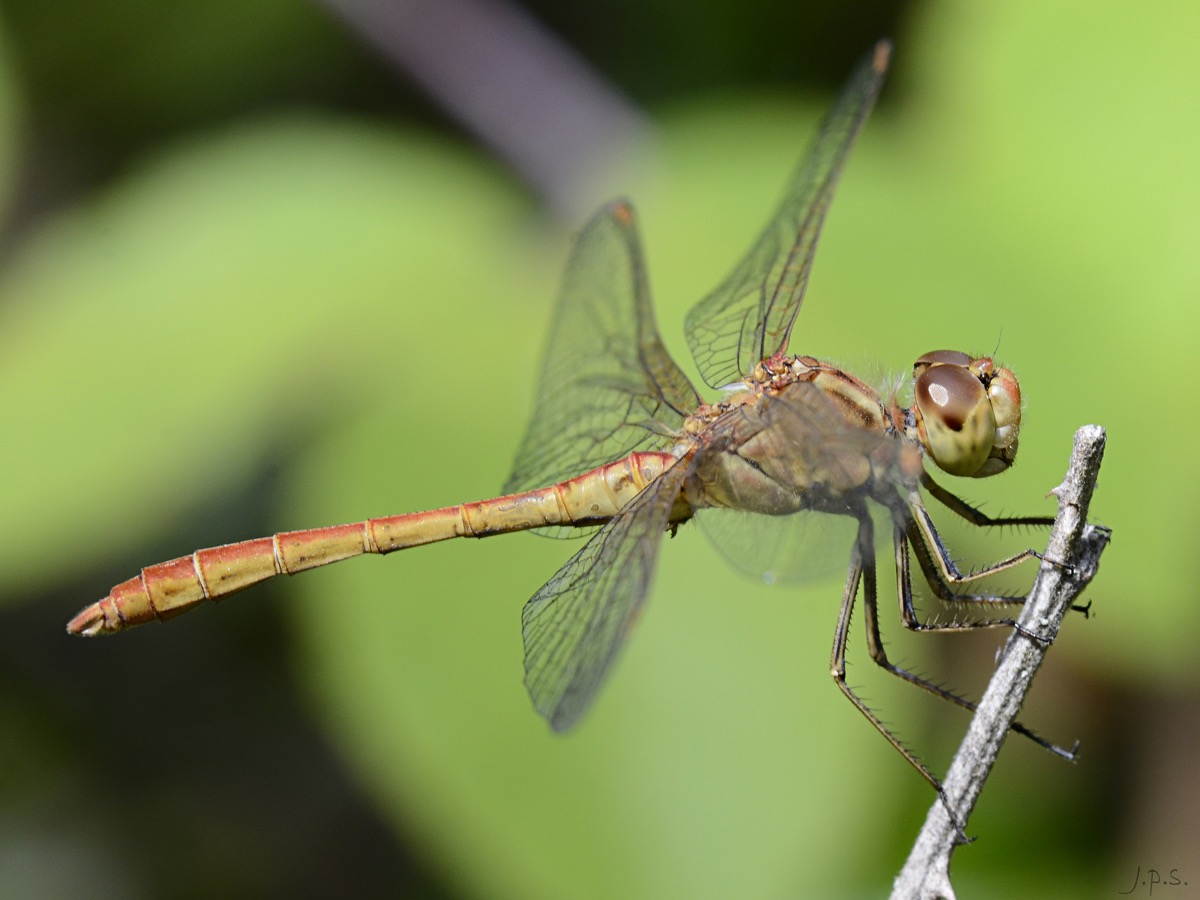 Base de Datos de Odonatos | - Familia: Libellulidae