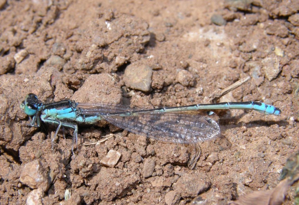 Base de Datos de Odonatos | - Familia: Coenagrionidae