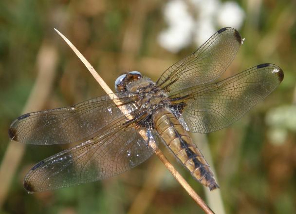 Base de Datos de Odonatos | - Familia: Libellulidae