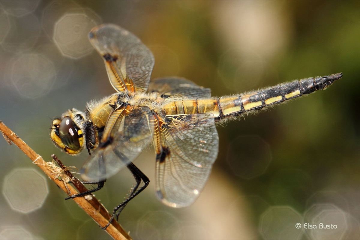 Base de Datos de Odonatos | - Familia: Libellulidae