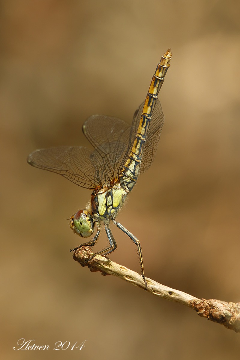 Base de Datos de Odonatos | - Familia: Libellulidae